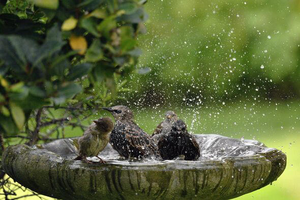 UK gardeners with bird baths in garden urged to move them before Wednesday