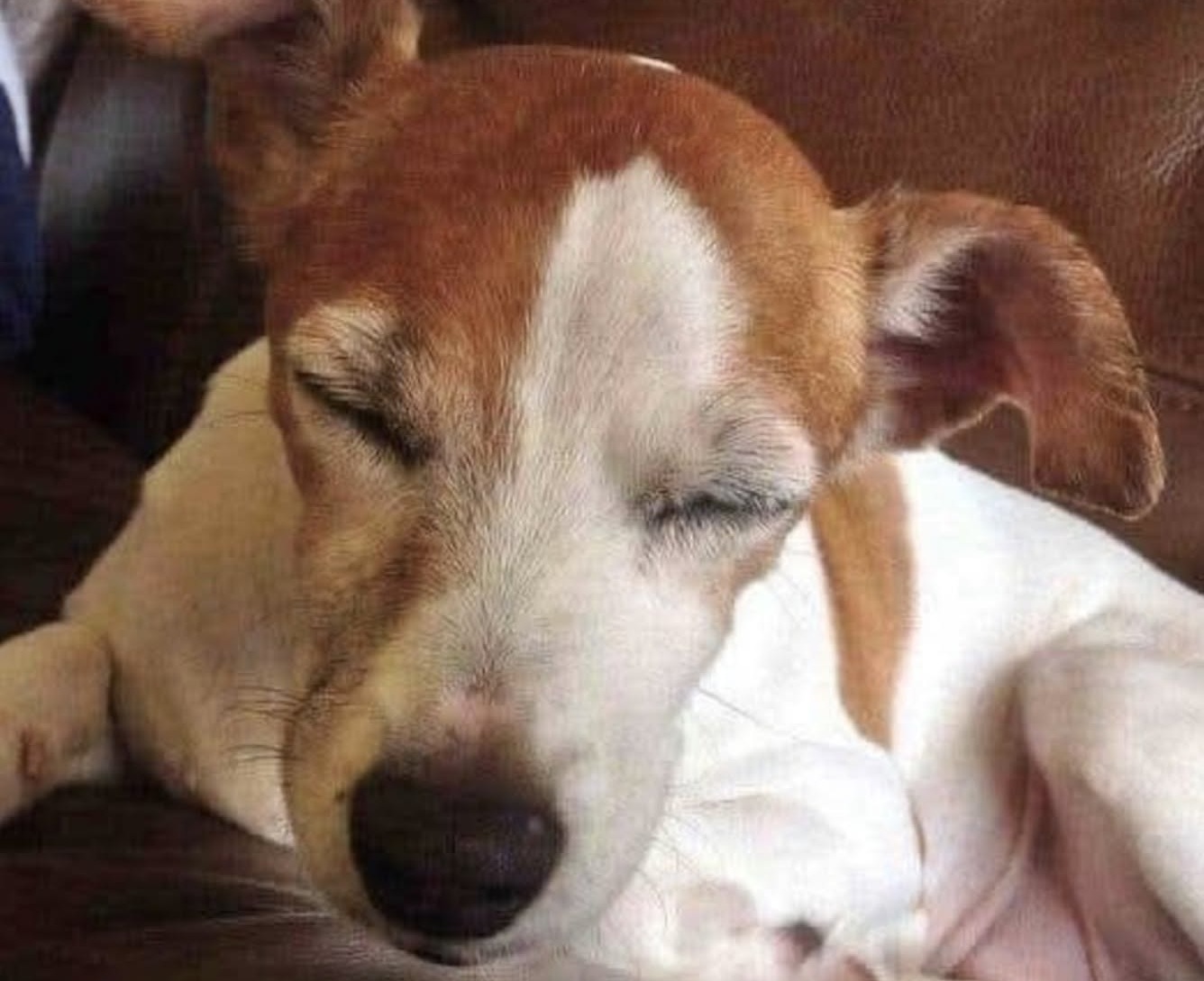 Jack Russell cade in piscina, la moglie si tuffa nell’acqua gelida e la ...