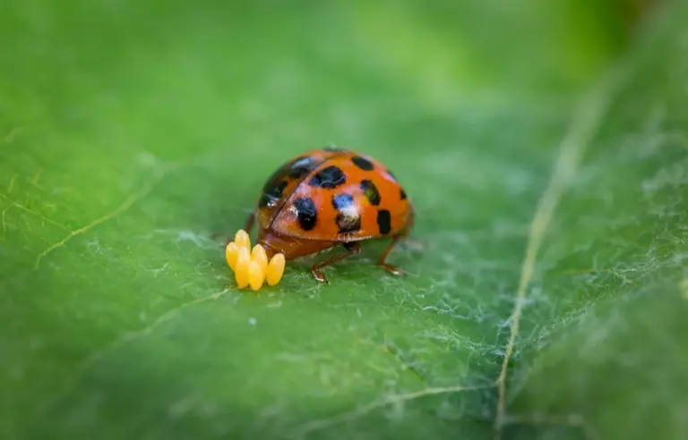 How to spot ladybug, lacewing and other beneficial insects by their eggs
