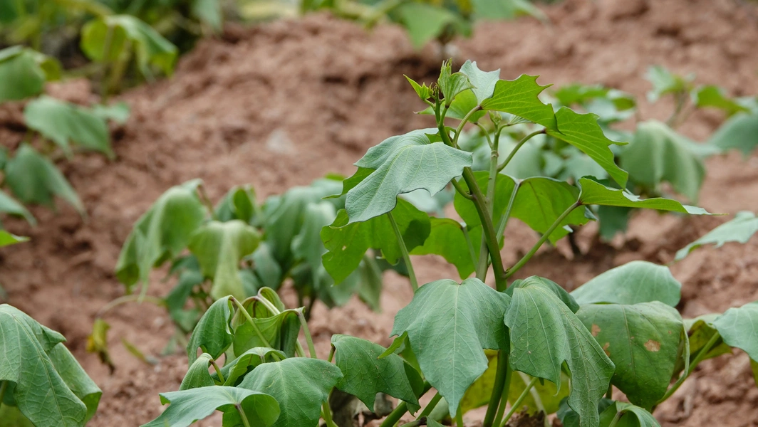 Reviving and protecting heat-stressed plants