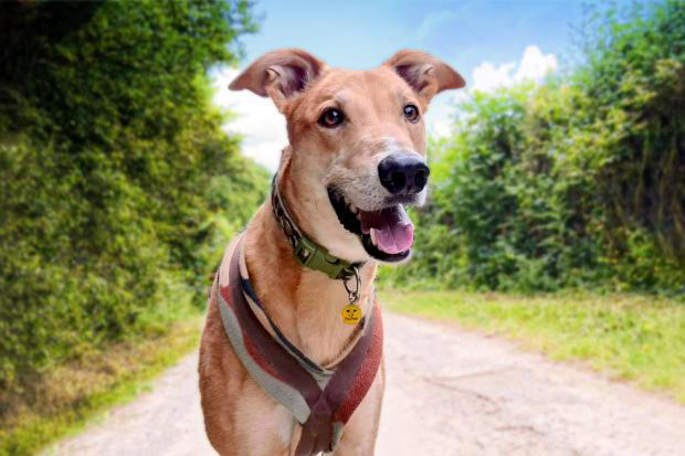 Dog owners urged to avoid walks altogether during extremely hot weather