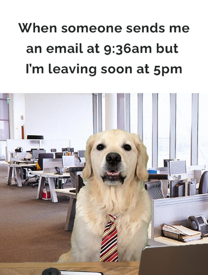 22 hardworking animal memes to reward yourself after a productive day