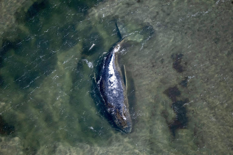 Buckelwal „Hartwin“ in Ostsee gesichtet: Experten fürchten Wiederholung ...