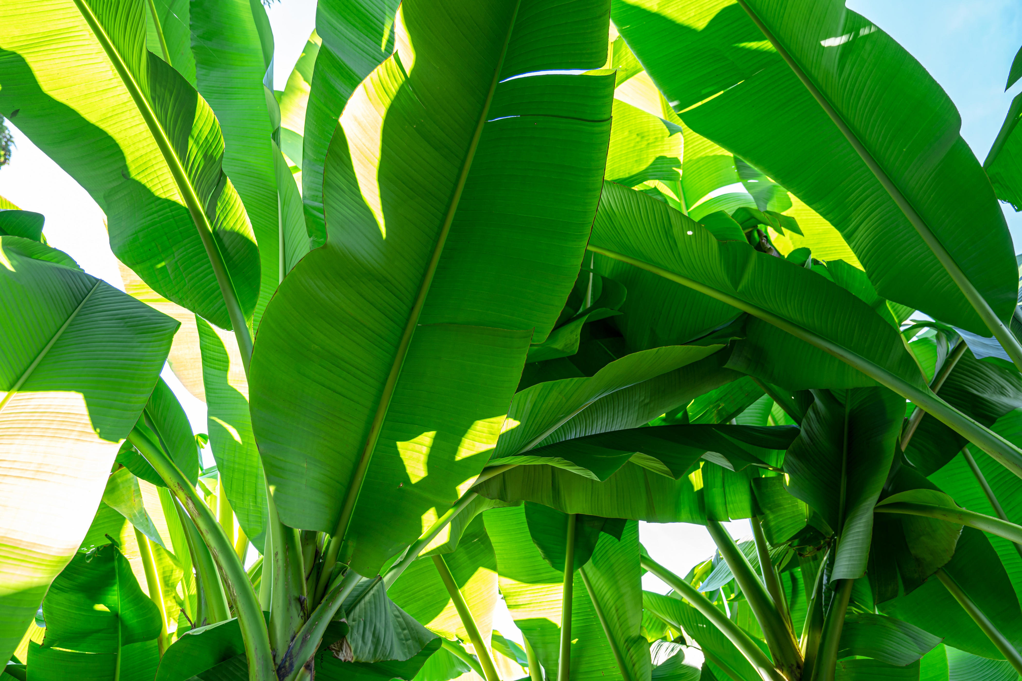 11 clever plants that can help your garden feel cooler during a heatwave