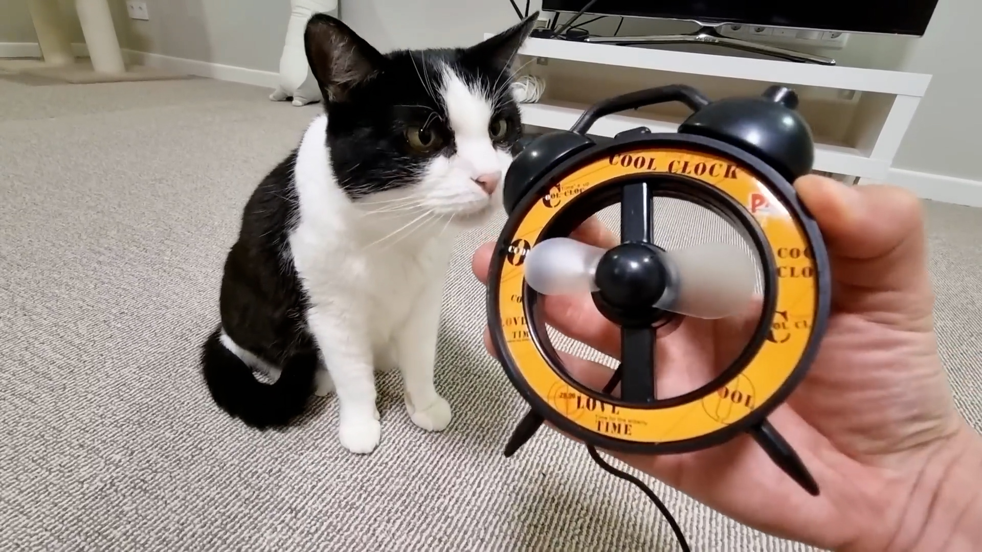 We bought an alarm clock for the cat