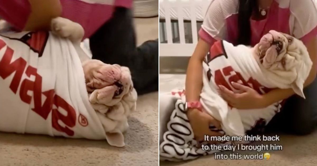 Mom practices swaddling on '80-pound bulldog' before baby arrives