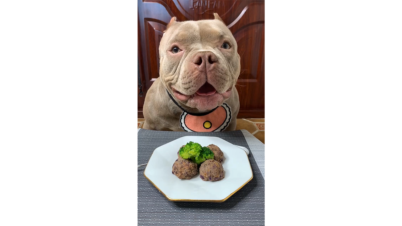 Happy pit bull smiling beside meatballs and broccoli during mealtime