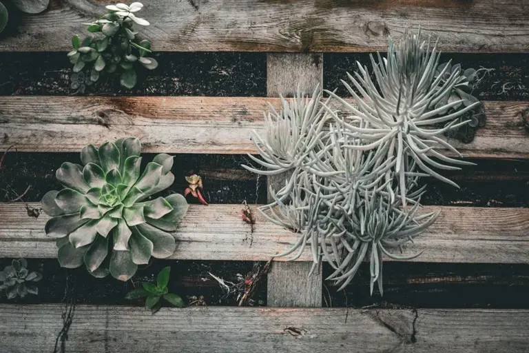 How to turn an old wooden pallet into a thriving herb garden