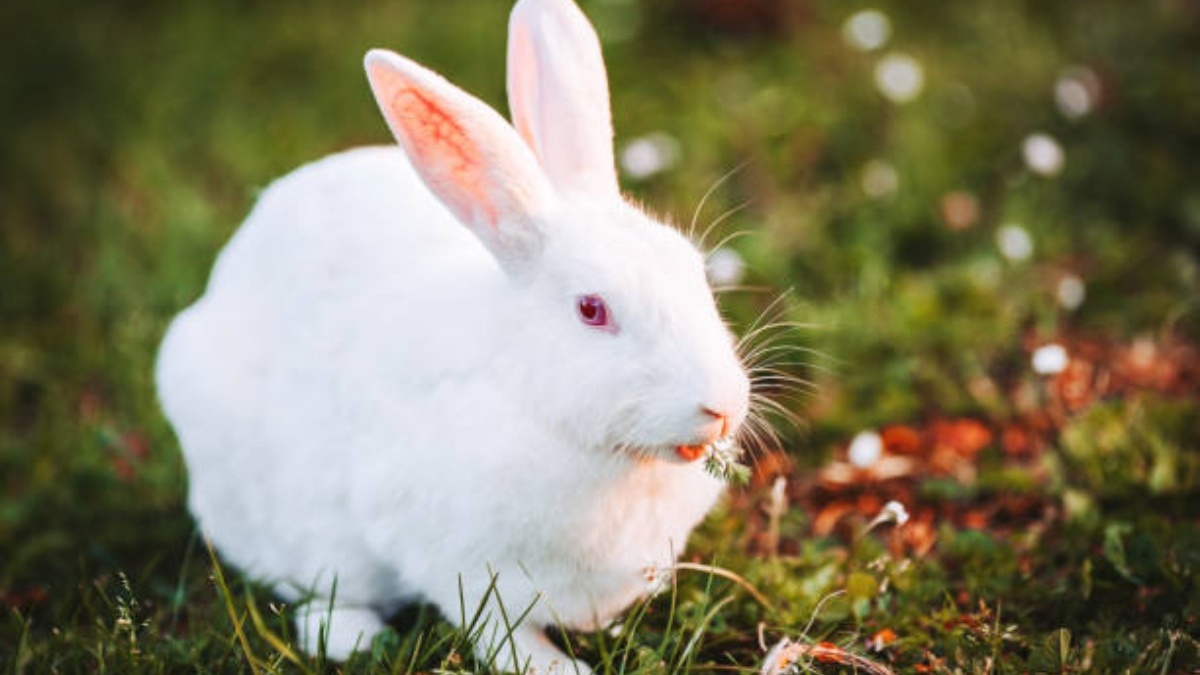 Rabbit breeds you're most compatible with, according to your birth month