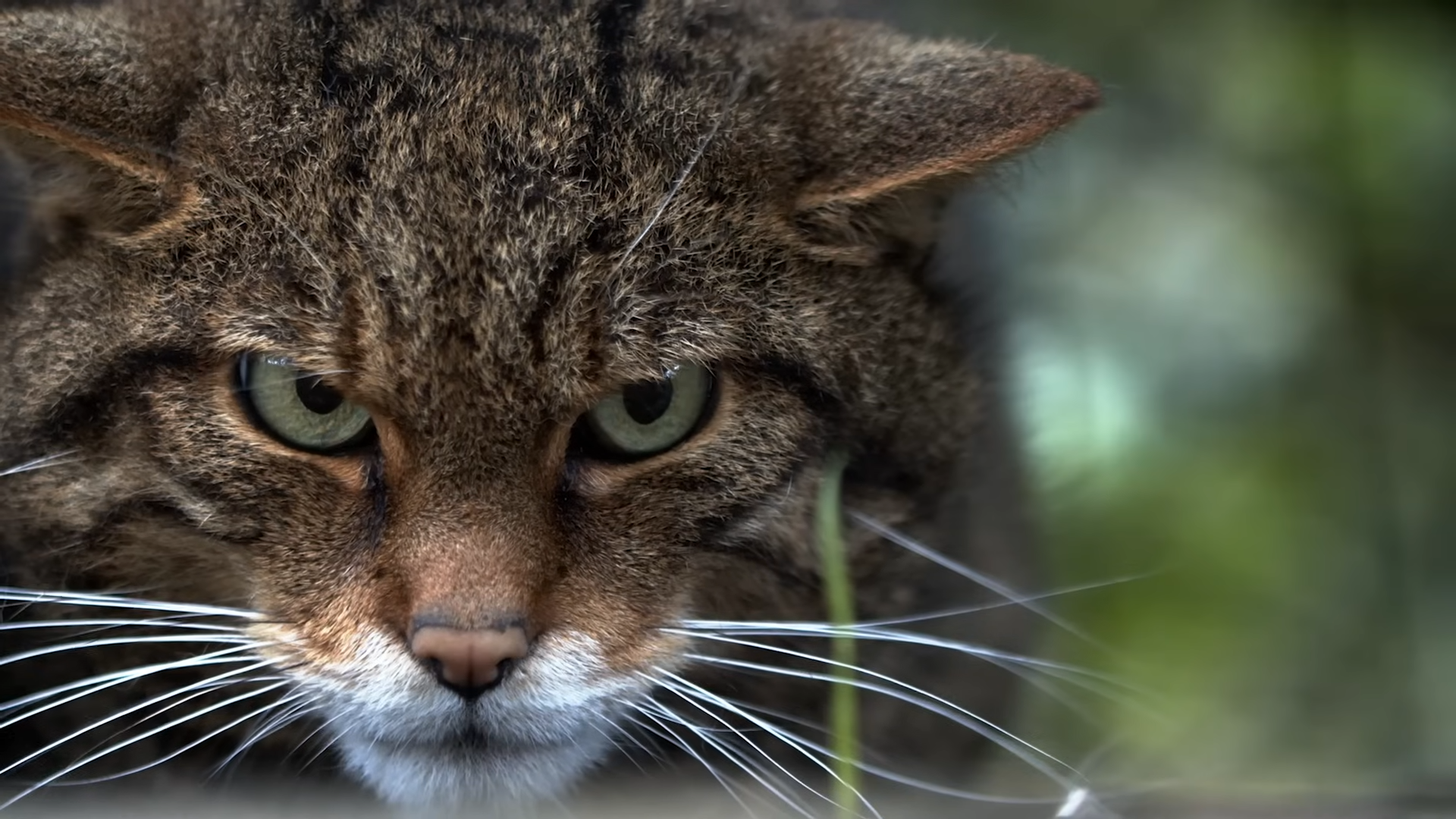 Only 50 remain – the world's rarest cat is running out of time