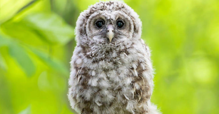 The US plan to kill 450,000 owls to save one species