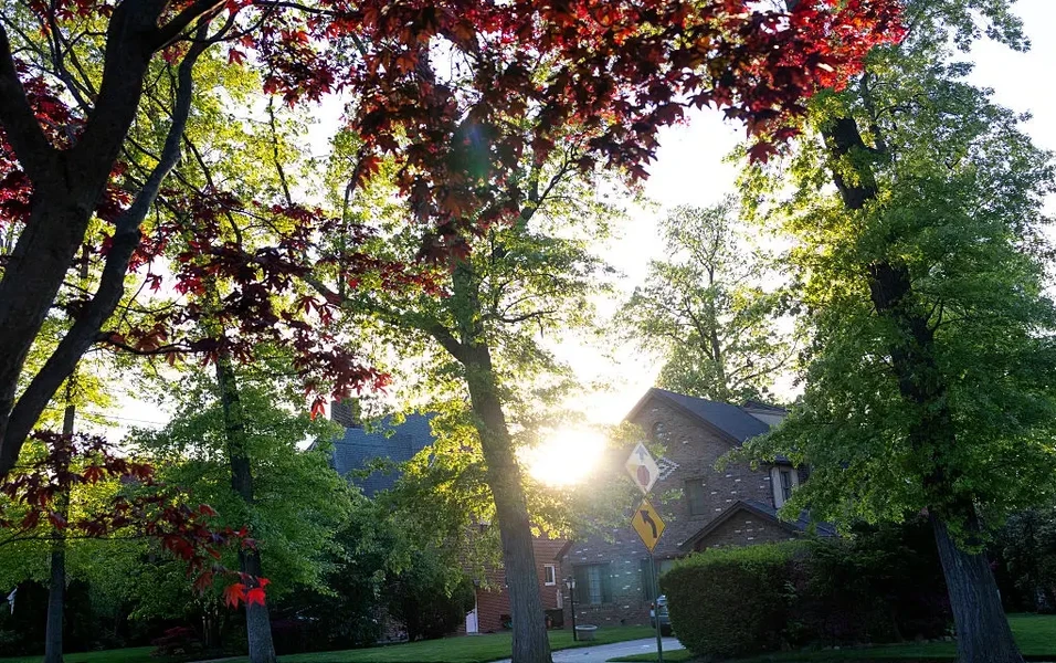 Experts say mature trees can boost home value up to 15%