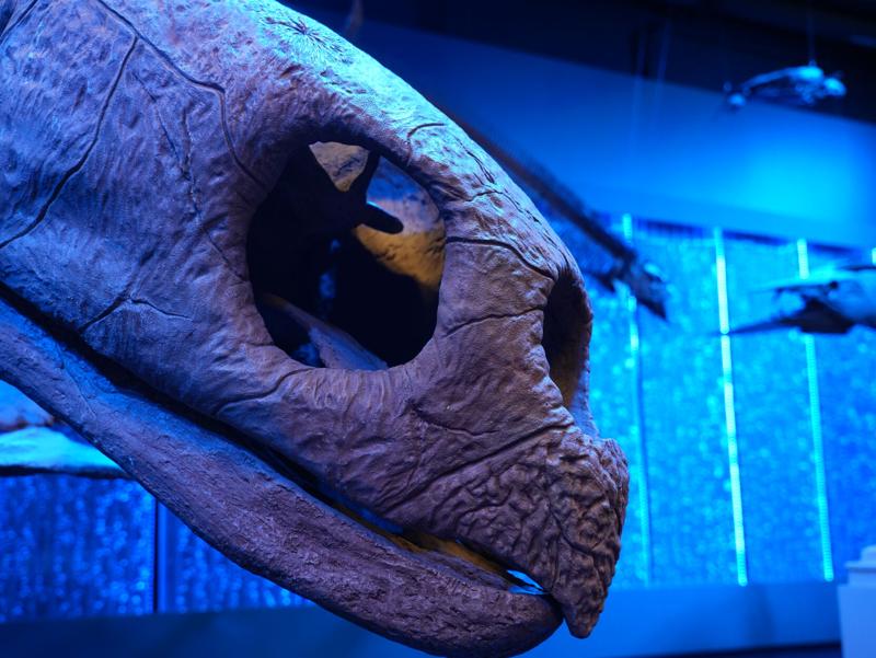 'Big, scary animals with big, scary teeth': Take a tour through SC's ...
