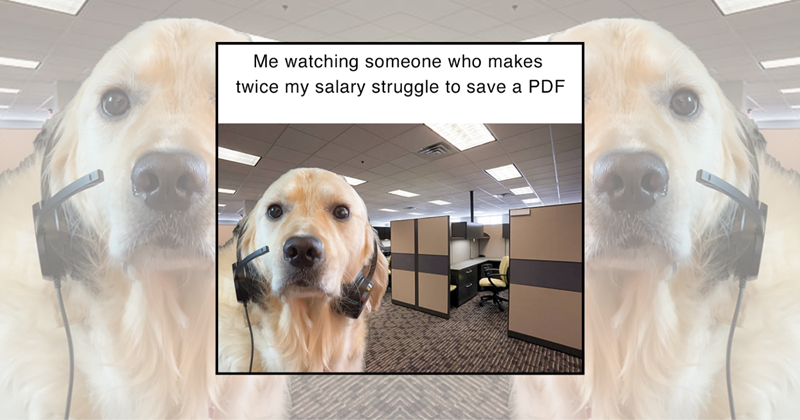 22 hardworking animal memes to reward yourself after a productive day