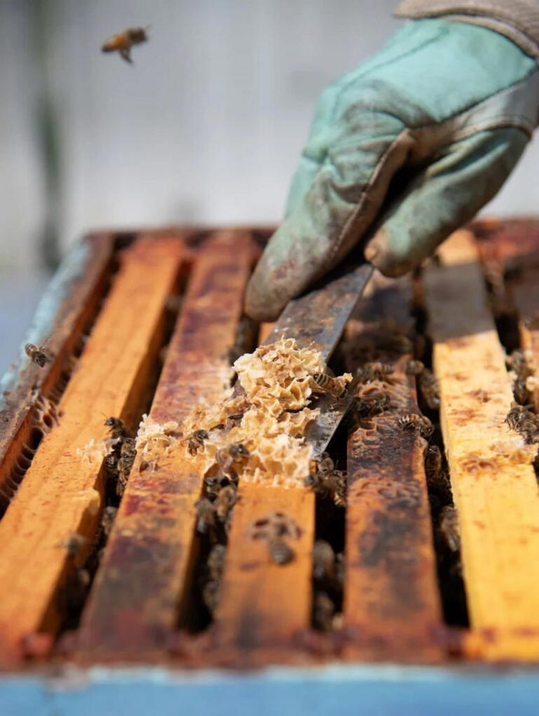 Photo essay: Where bees take flight
