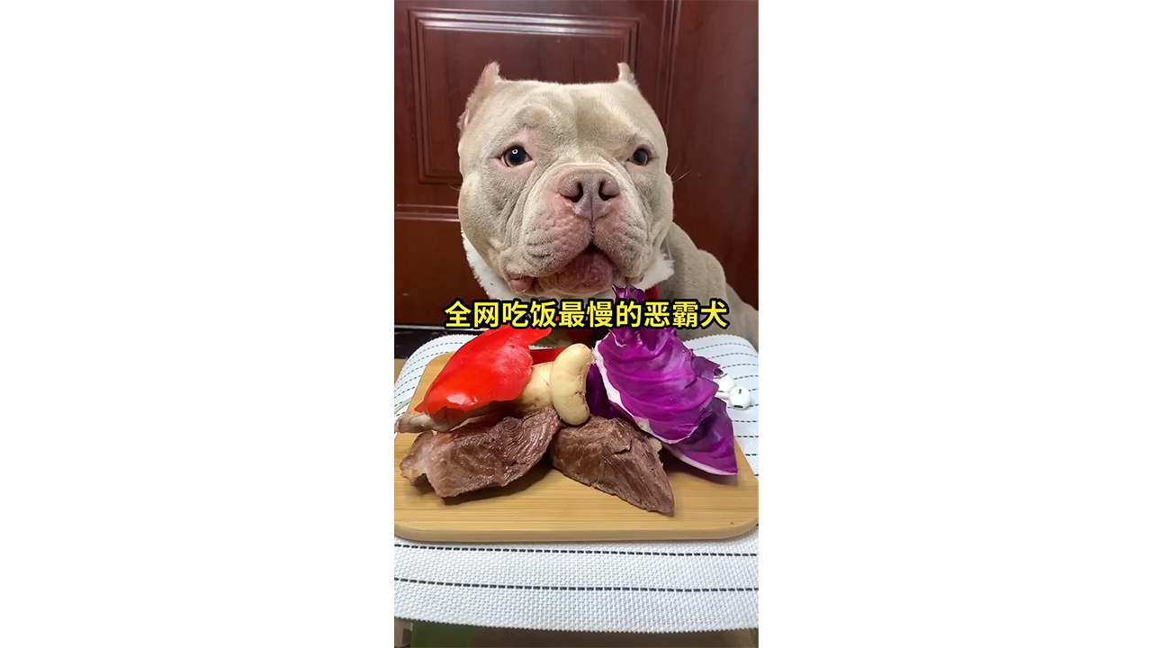 Patient bully dog eating fresh meat and purple cabbage at relaxed pace