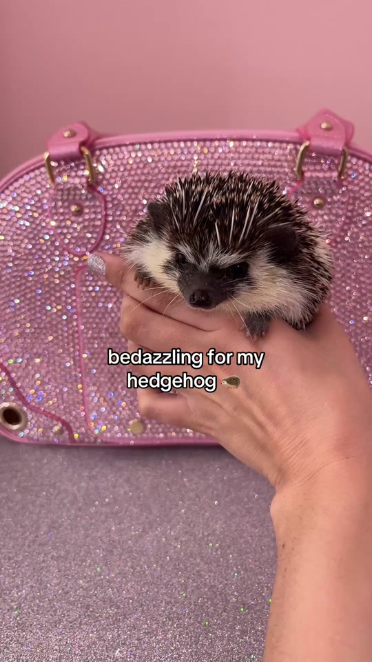 Otis the hedgehog’s blinged-out carrier reveal