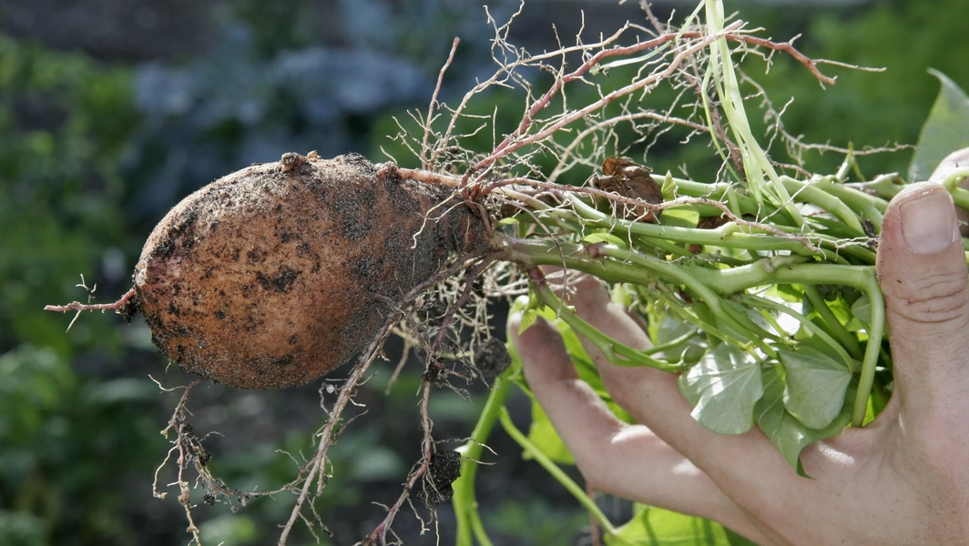 Sweet potato secrets for taste and health