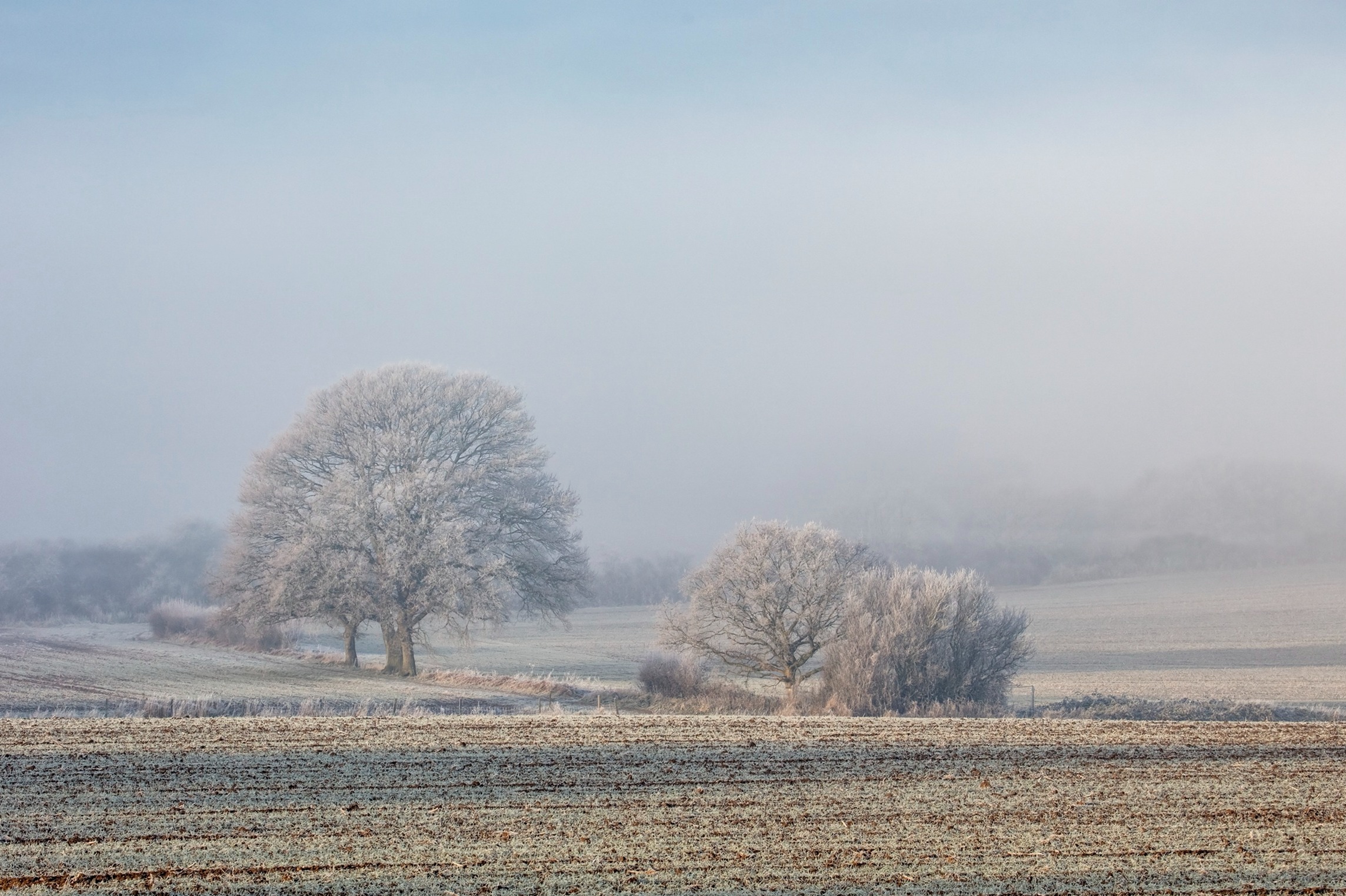 Winners of Sussex tree photo competition announced