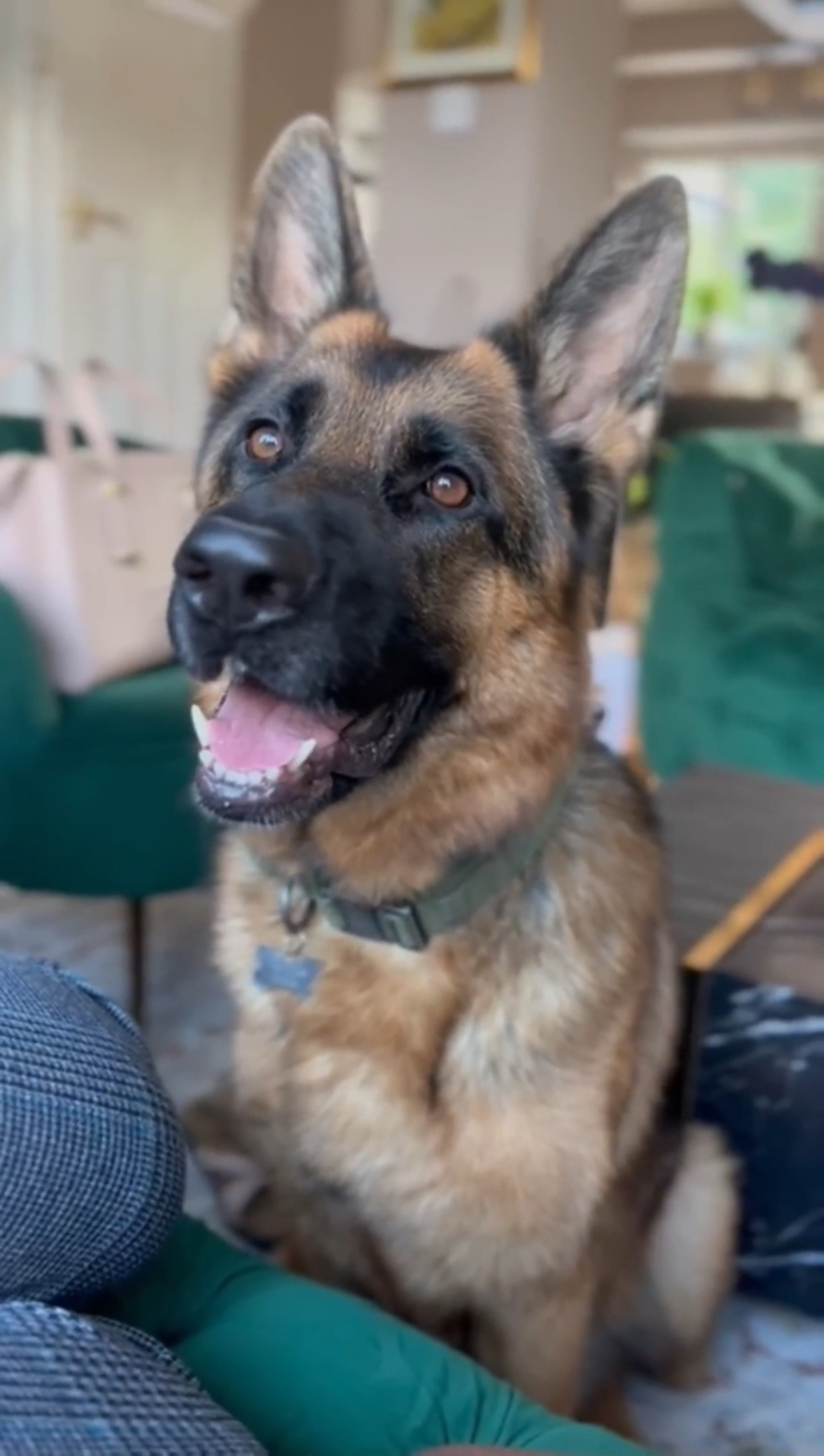 Why dogs are the ultimate loyal companions