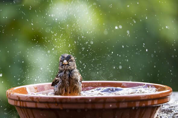 UK gardeners with bird baths in garden urged to move them before Wednesday