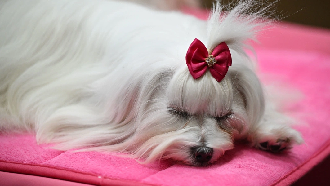 10 dog breeds prone to anxiety and shyness