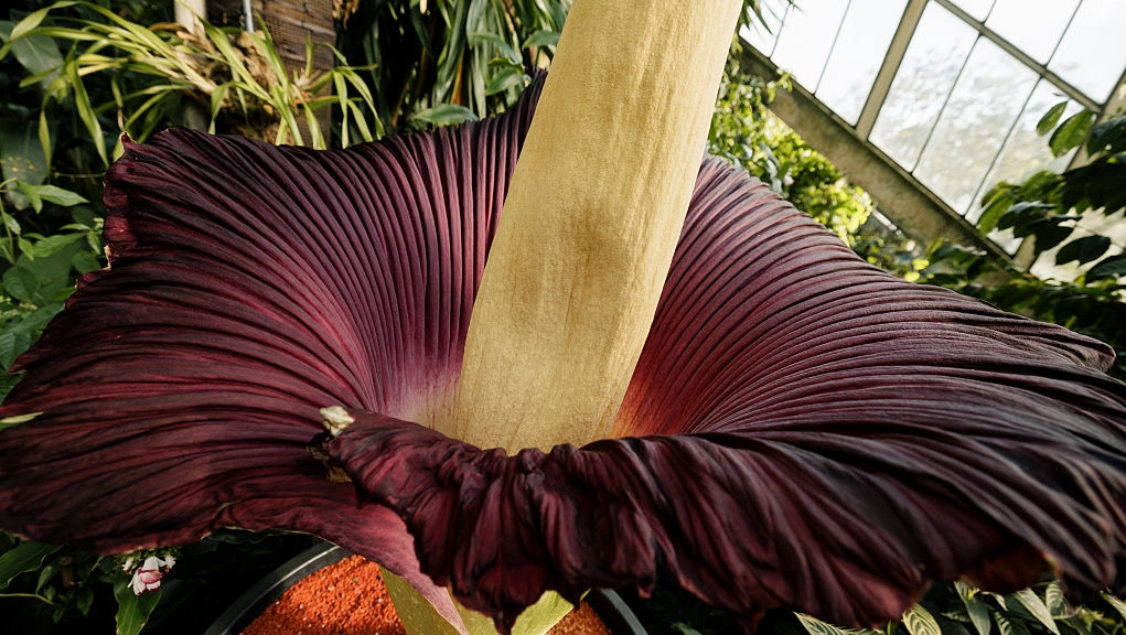 AI and digitisation transform fight against plant extinction