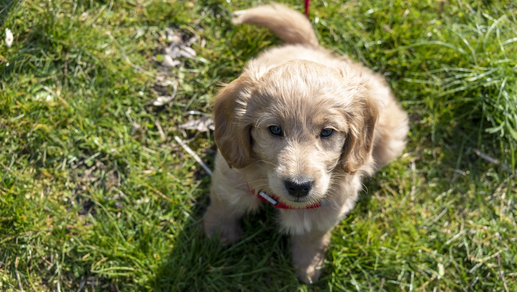 14 essential tips for raising a happy, healthy puppy