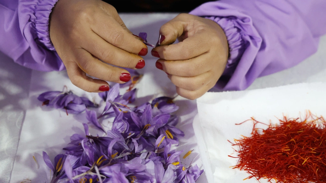 Saffron: History, cultivation, and global trade