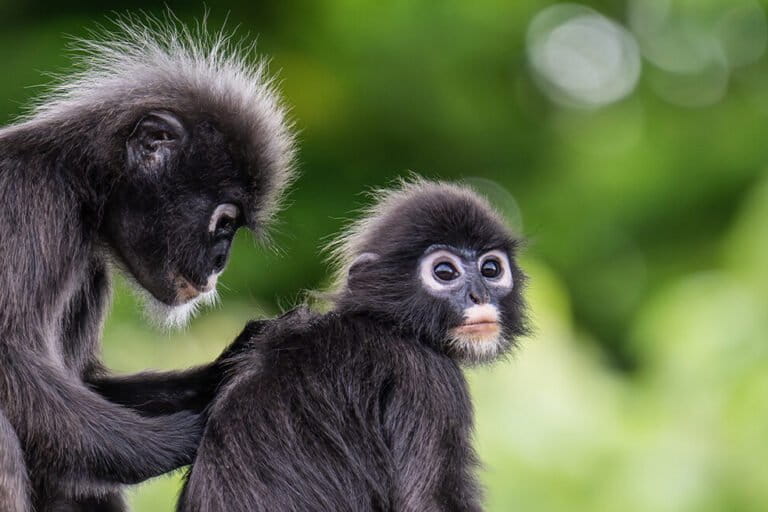 Old fire hoses become lifelines for Malaysia’s endangered langurs