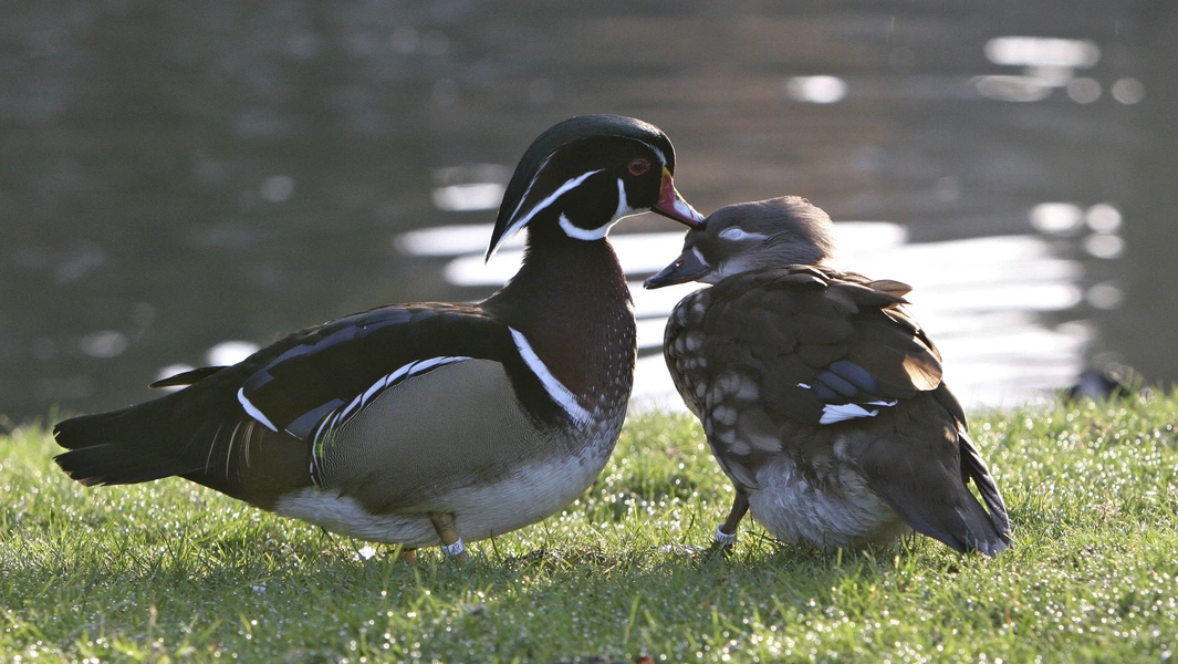 Fascinating facts about wood ducks
