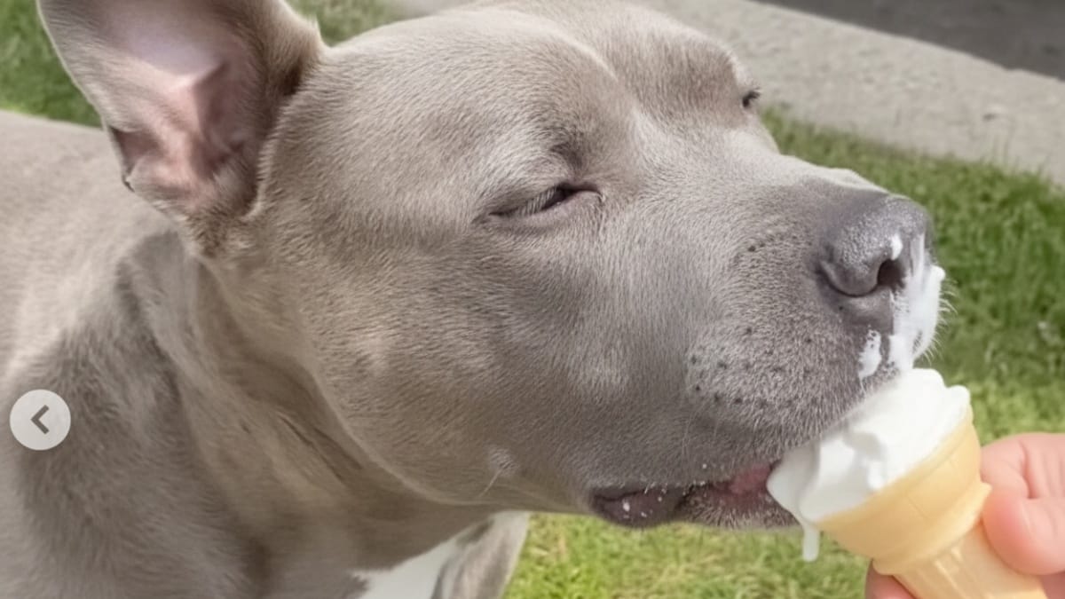 This dying dog is baffling vets, and it's all thanks to ice cream