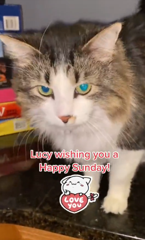 Will you give Lucy some love cat moment