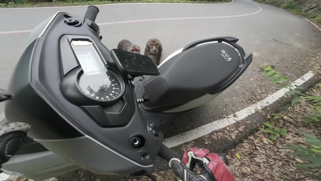 Man confronted by group of monkeys beside roadside in Anhui, China