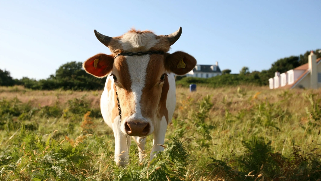 5 Texas dairy farms with unique traditions