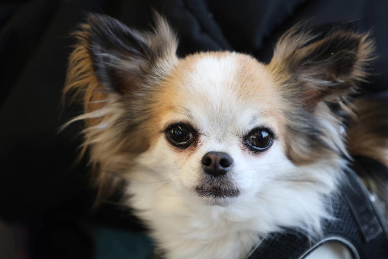 Matratzenbrand im Kinderzimmer: Chihuahua «Gizmo» rettet 14-monatiges Baby