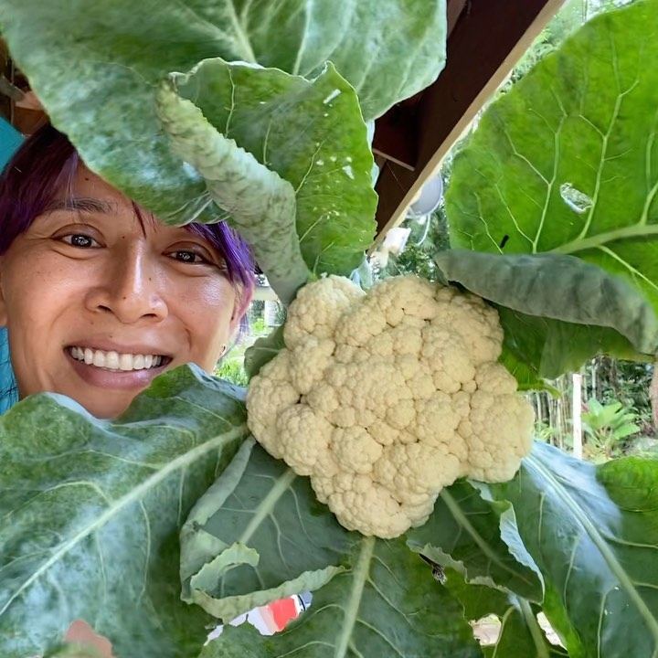 Cauliflower harvest at King Tower Farm