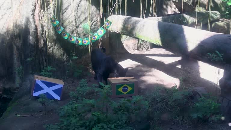 Rio jaguar predicts Brazil win over Scotland at World Cup