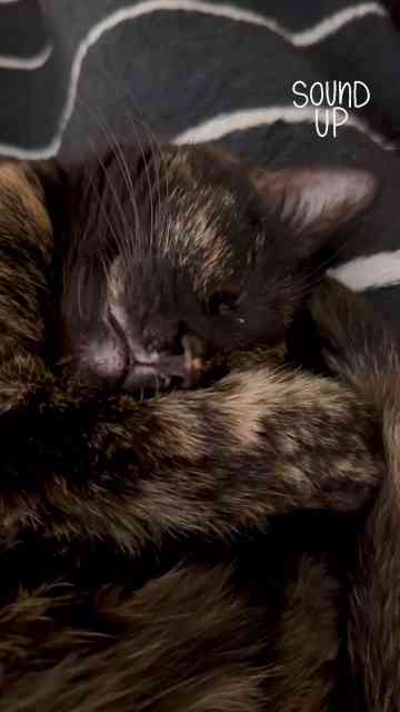 The cutest sleepy cat with the tiniest snores