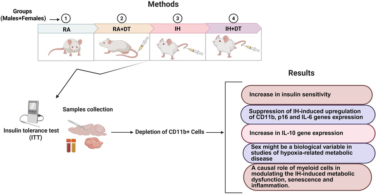 Mouse model reveals key inflammatory mechanism behind sleep apnea ...