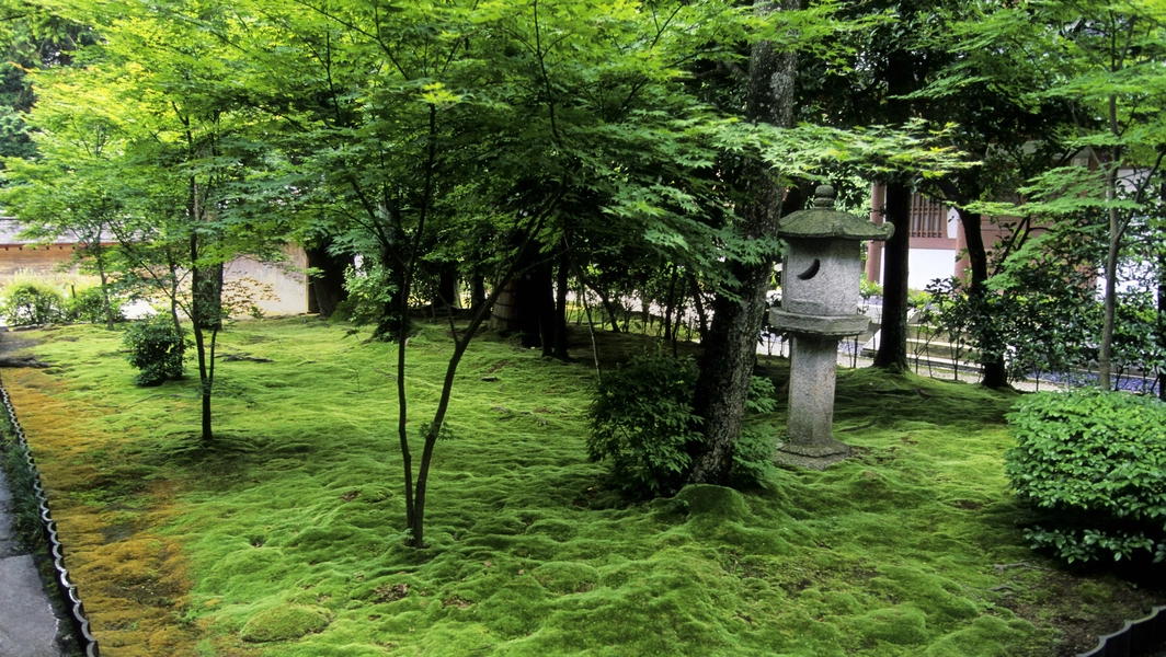19 low-maintenance lawn alternatives for any climate