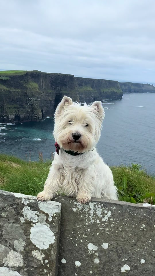 Road trip across UK and Ireland with my Westie companion