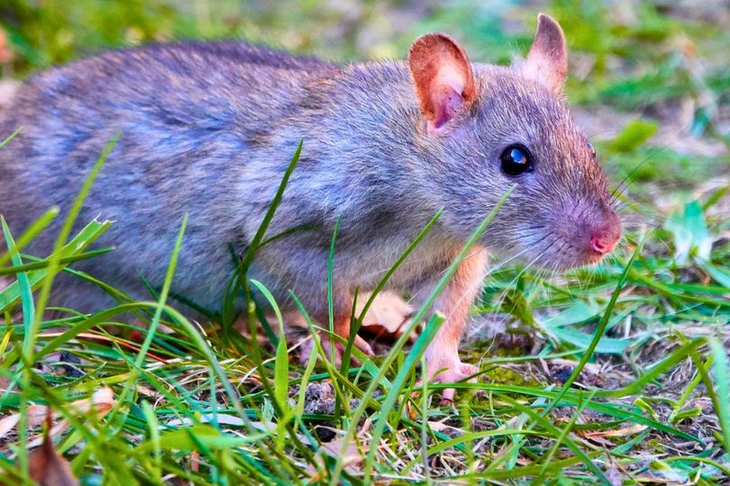 Rats will stay out of gardens for good if you do a 10-second task in summer