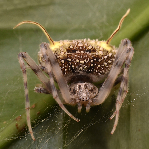 Newly-discovered fungus spider is like something out of The Last of Us