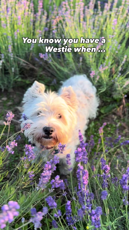Exploring England, Scotland, Wales and Ireland with a dog