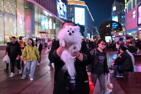 New kind of school: China's dog owners splurge on preschools to pamper ...