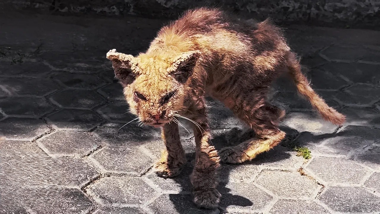 He was too hungry to be afraid – and that broke her heart