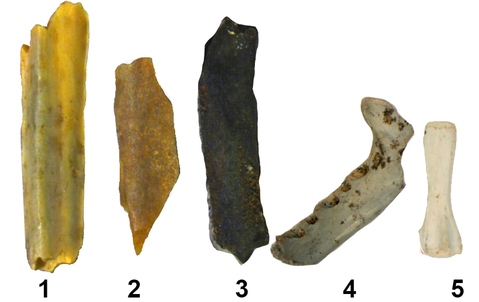 New identification technique pushes back timeline of early human fire ...