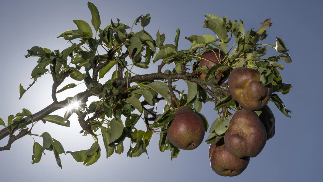 How to grow and maintain healthy pear trees