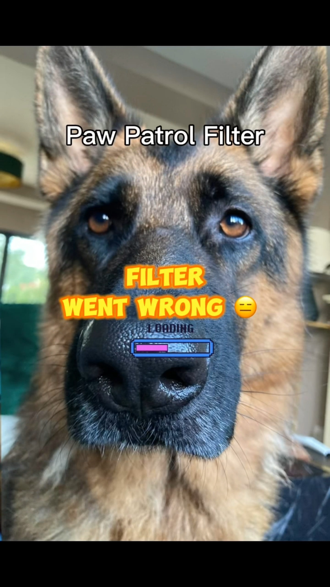 Hilarious German shepherd filter fail